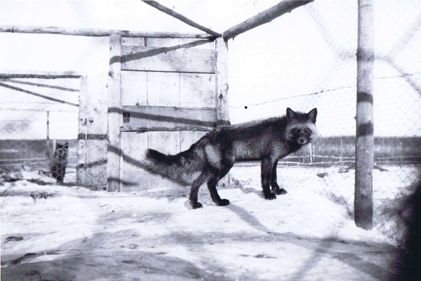 Canada History Week Day 5: Fur Farming